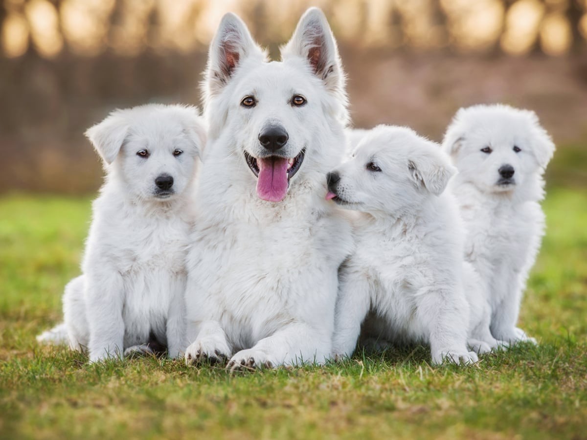 Puppy Or Dog? What to Bring Home | Spot Pet Insurance Canada