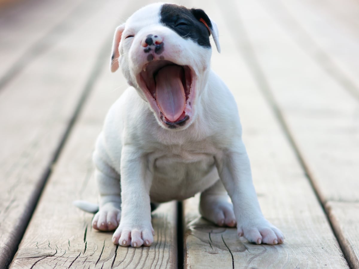 Essential Puppyhood Tips: Understanding Early Development | Spot Pet ...