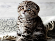 Scottish Fold Cat Breed Guide Spot Scottish Fold Cat Breed Guide Spot