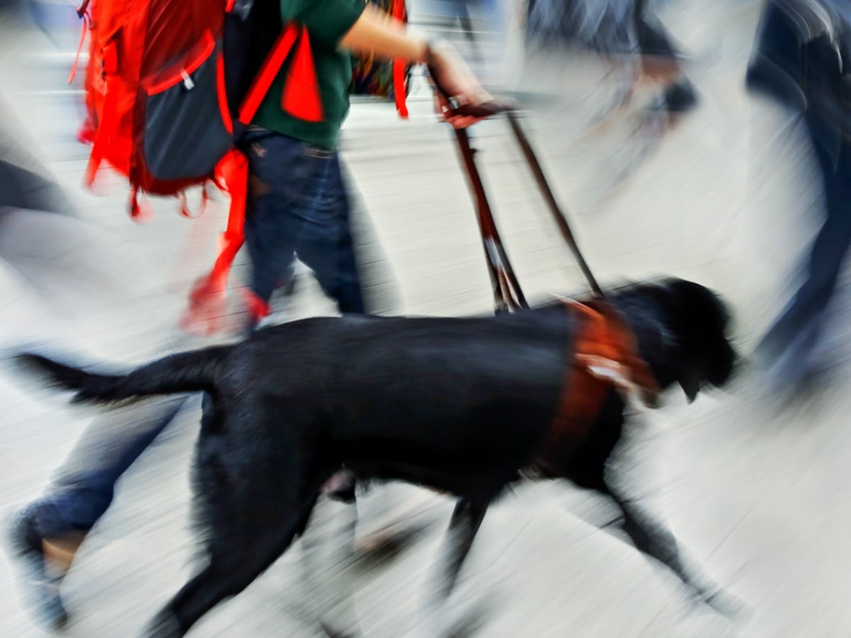 Service Dog Etiquette: 6 Tips & Best Practices | Spot Pet Insurance Canada