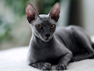 Sphynx Cat Breed Guide Spot Sphynx Cat Breed Guide Spot
