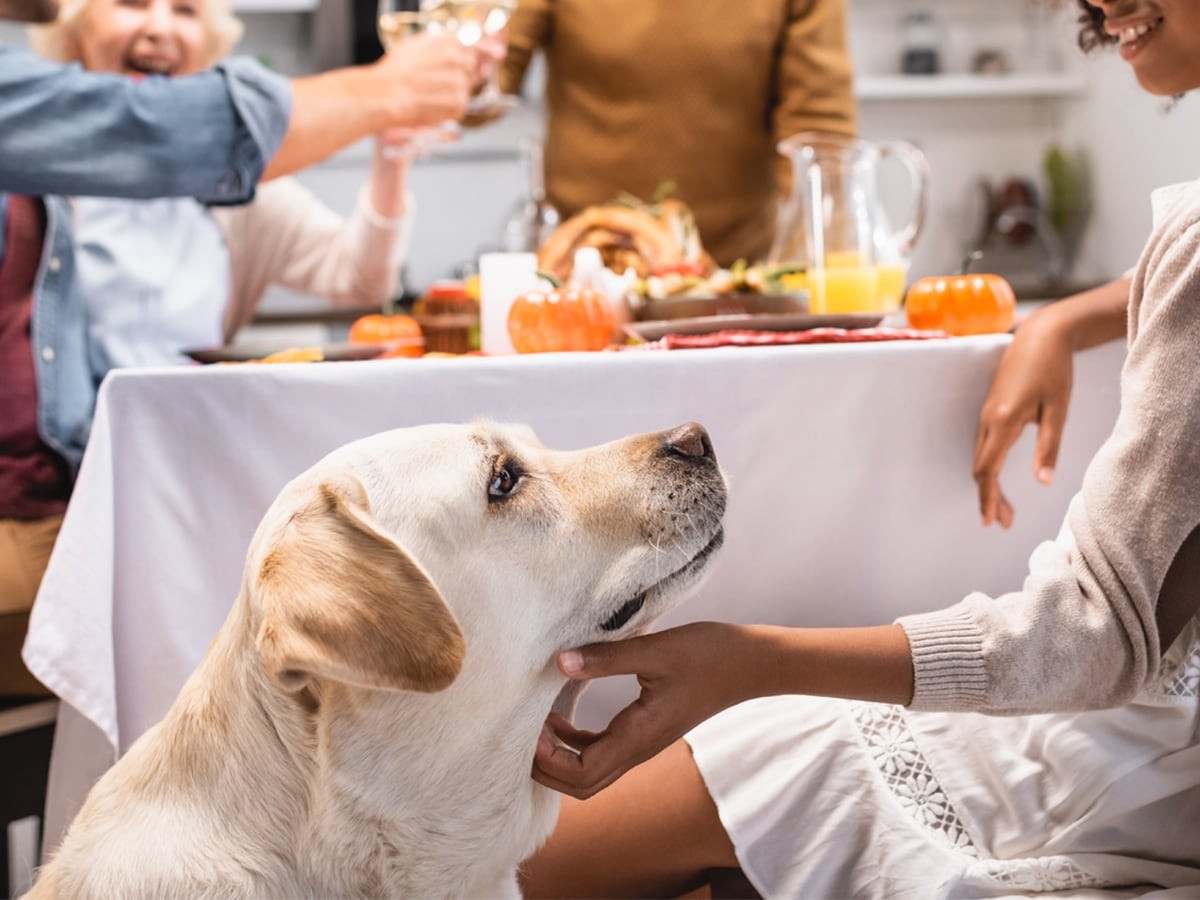 5 Tips on How to Enjoy Thanksgiving With Your Pet | Spot Pet Insurance