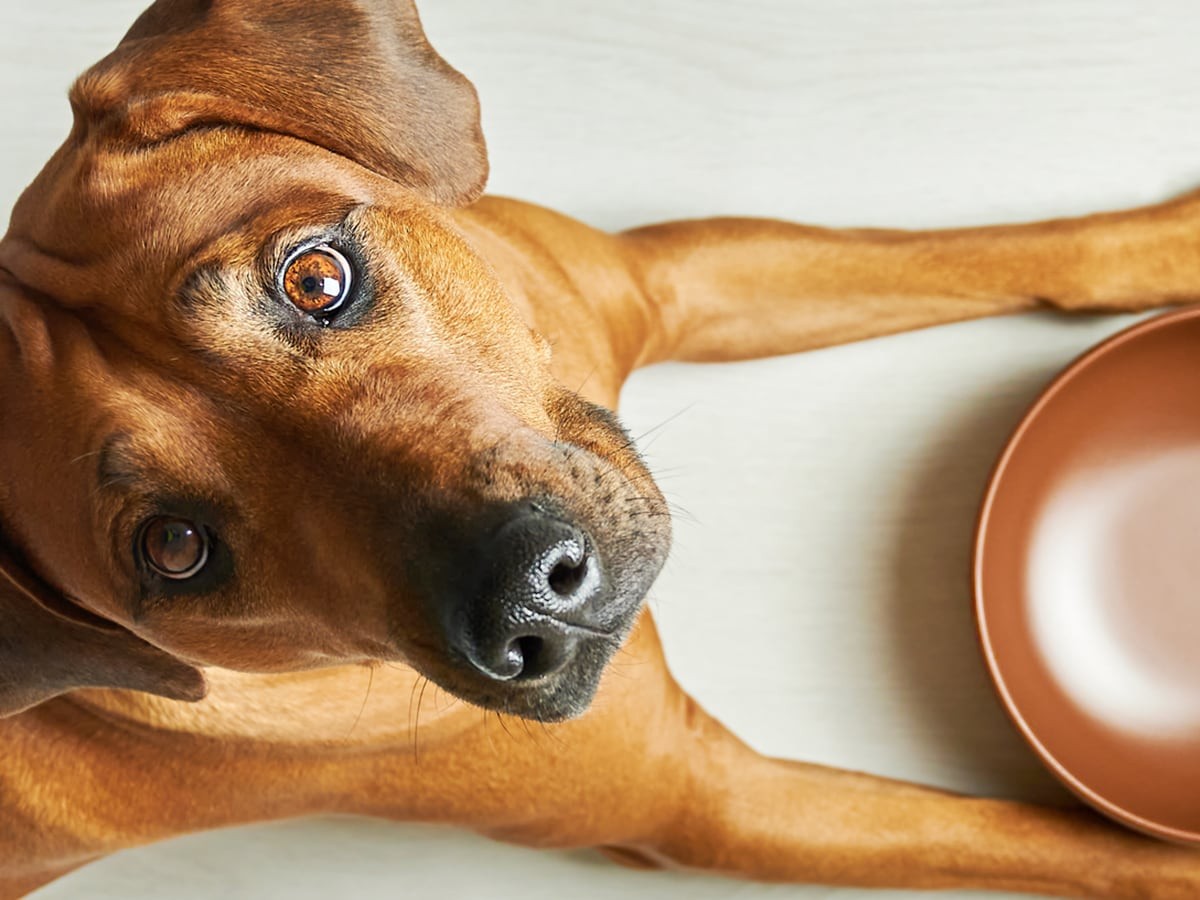 Top 10 Dog Foods: Find the Perfect Nutrition for Your Pup | Spot Pet ...