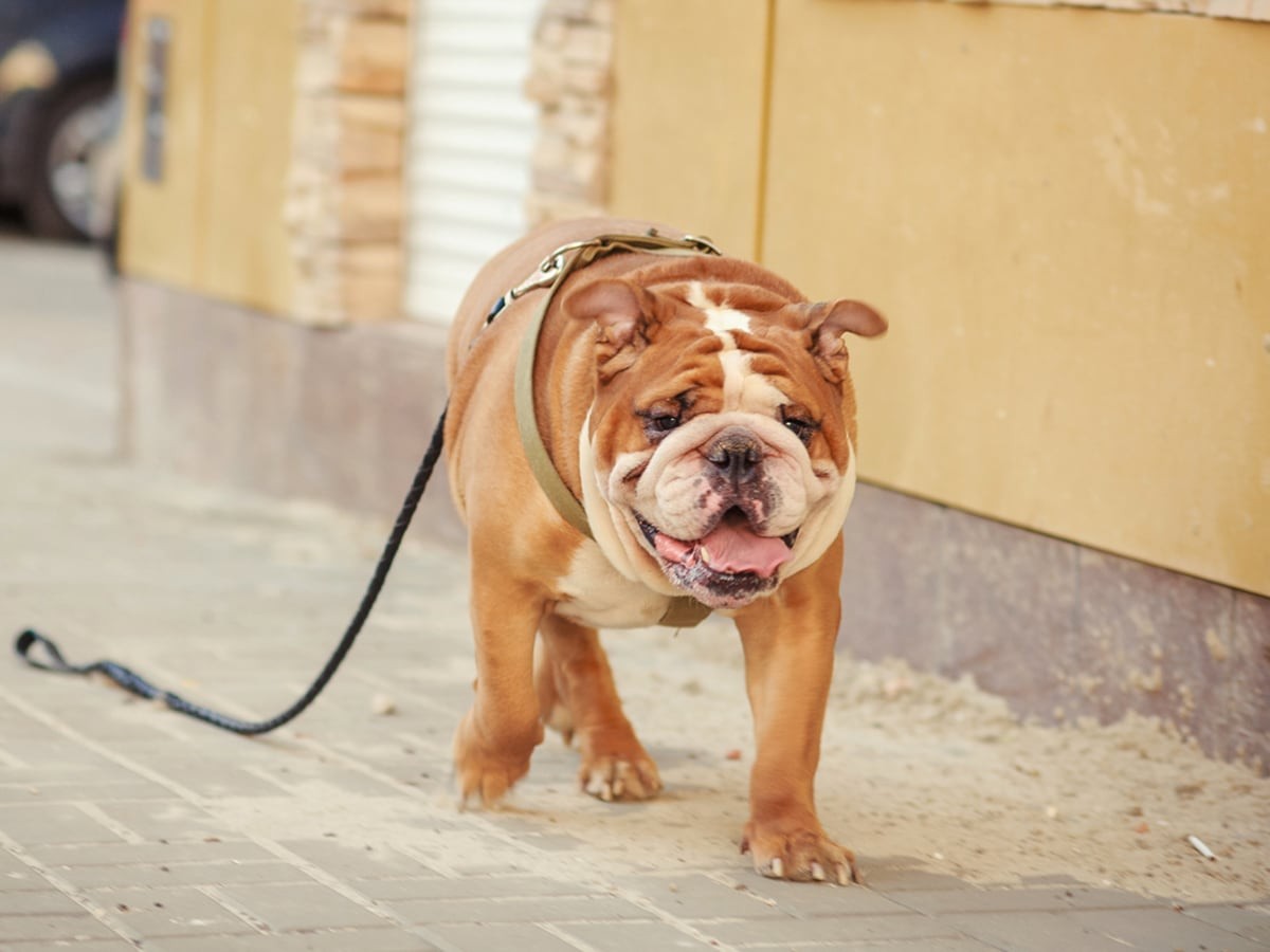 How to Cope with a Lost Pet | Spot Pet Insurance