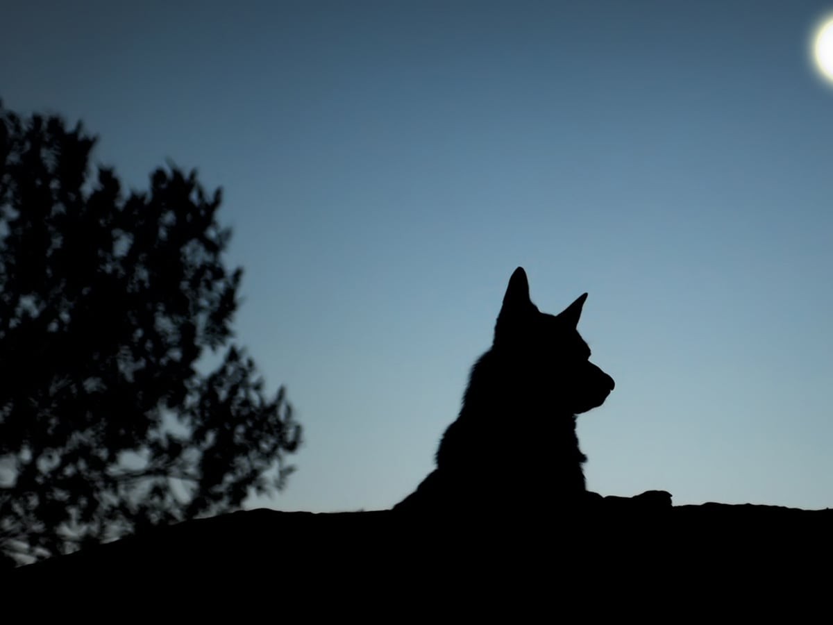 Dog Astrology: Unlocking Your Pup's Personality with Zodiac Signs ...