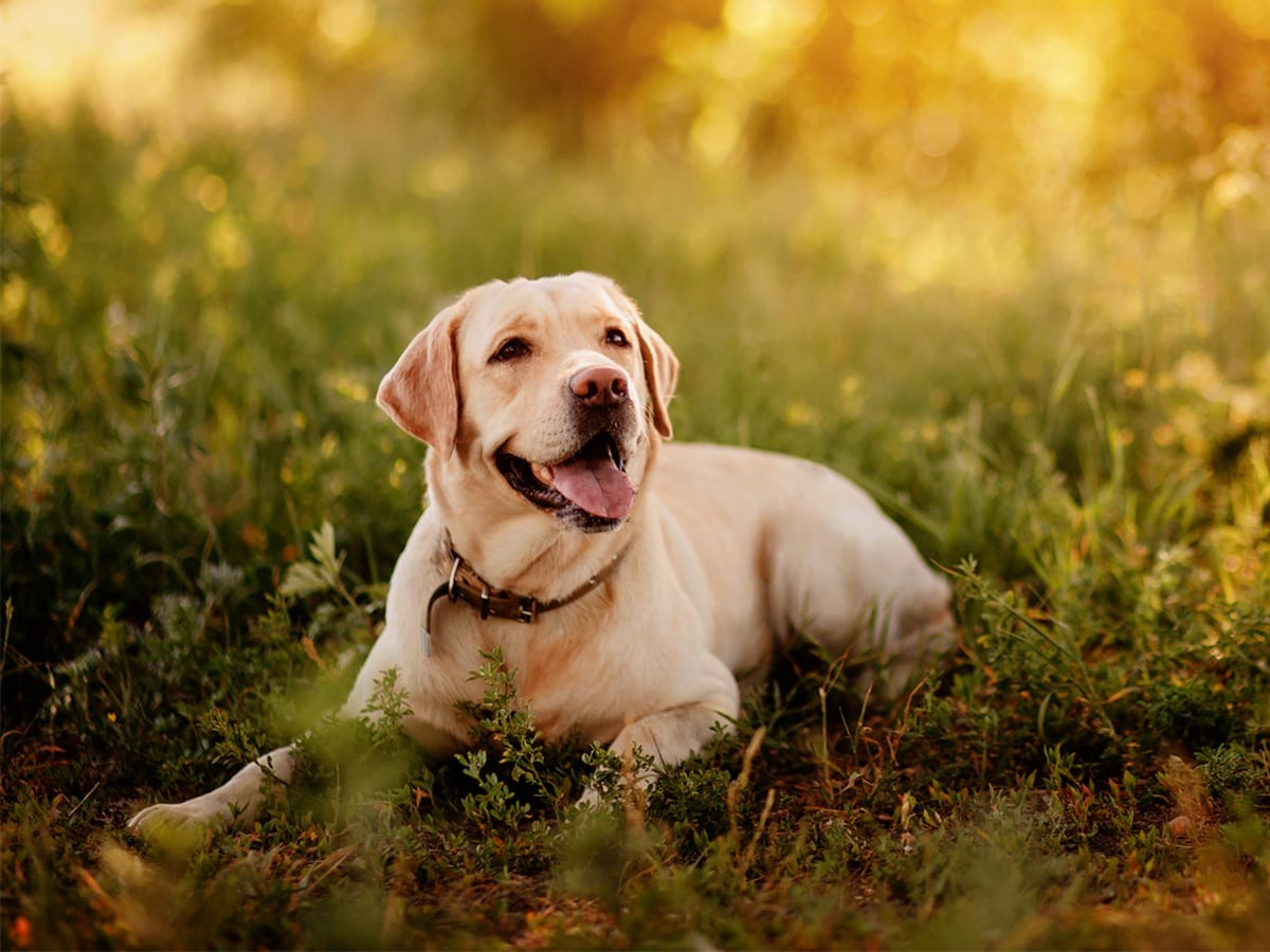 What is DOGust? Celebrating Dogs in August | Spot Pet Insurance Canada