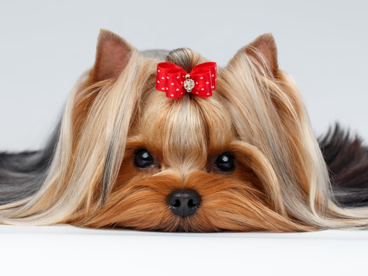 How Do You Maintain A Yorkies Hair