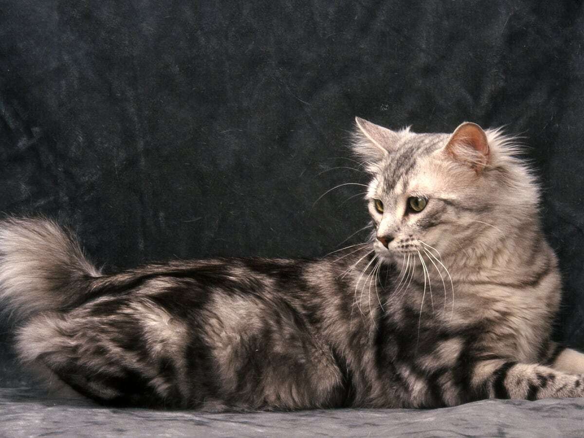 American Bobtail Black