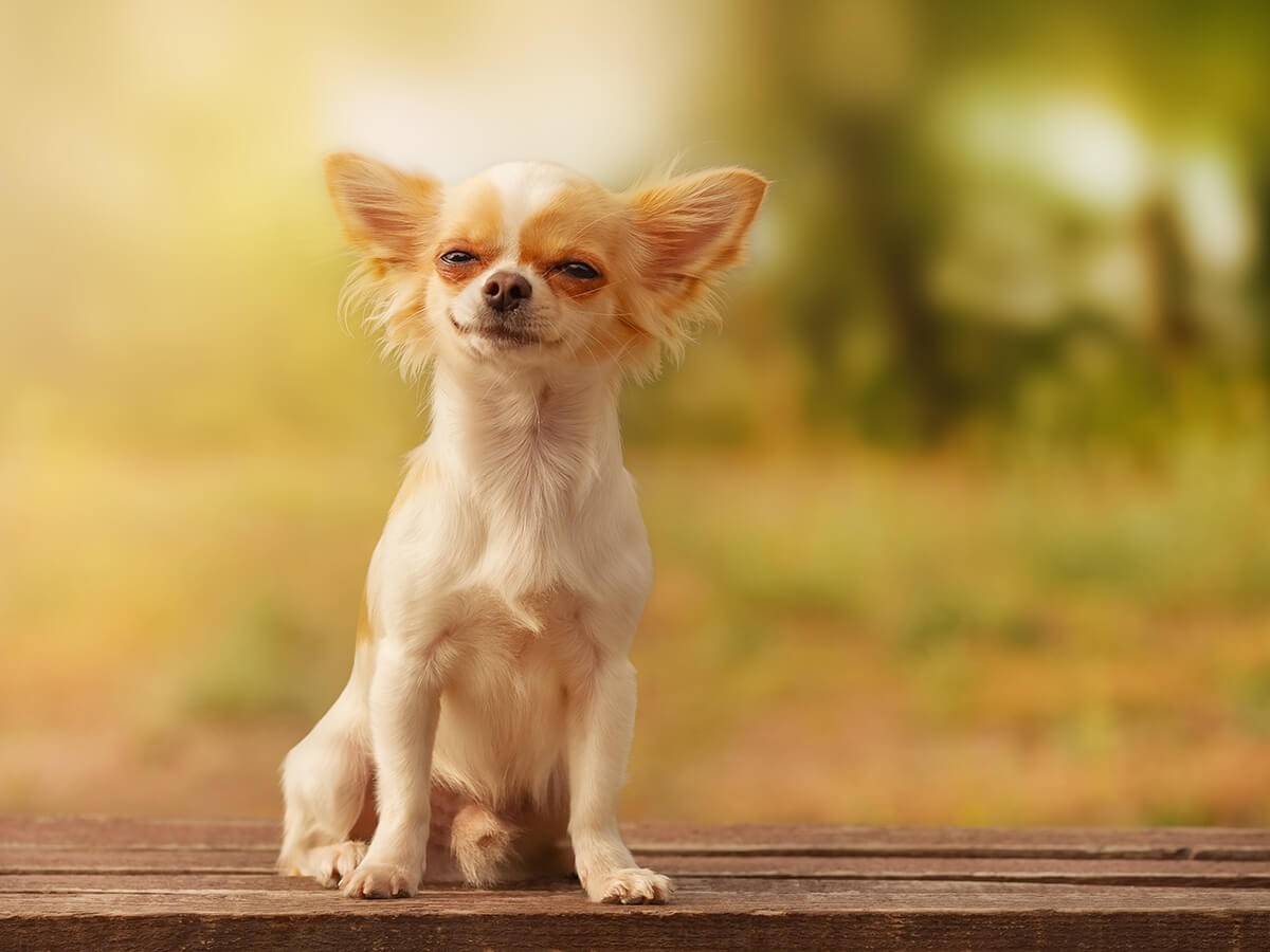 100 Chihuahua Names for Puppies and Adults | Spot Pet Insurance Canada