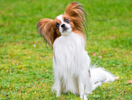 Cachorro Papillon Papillon Dog Wikipedia