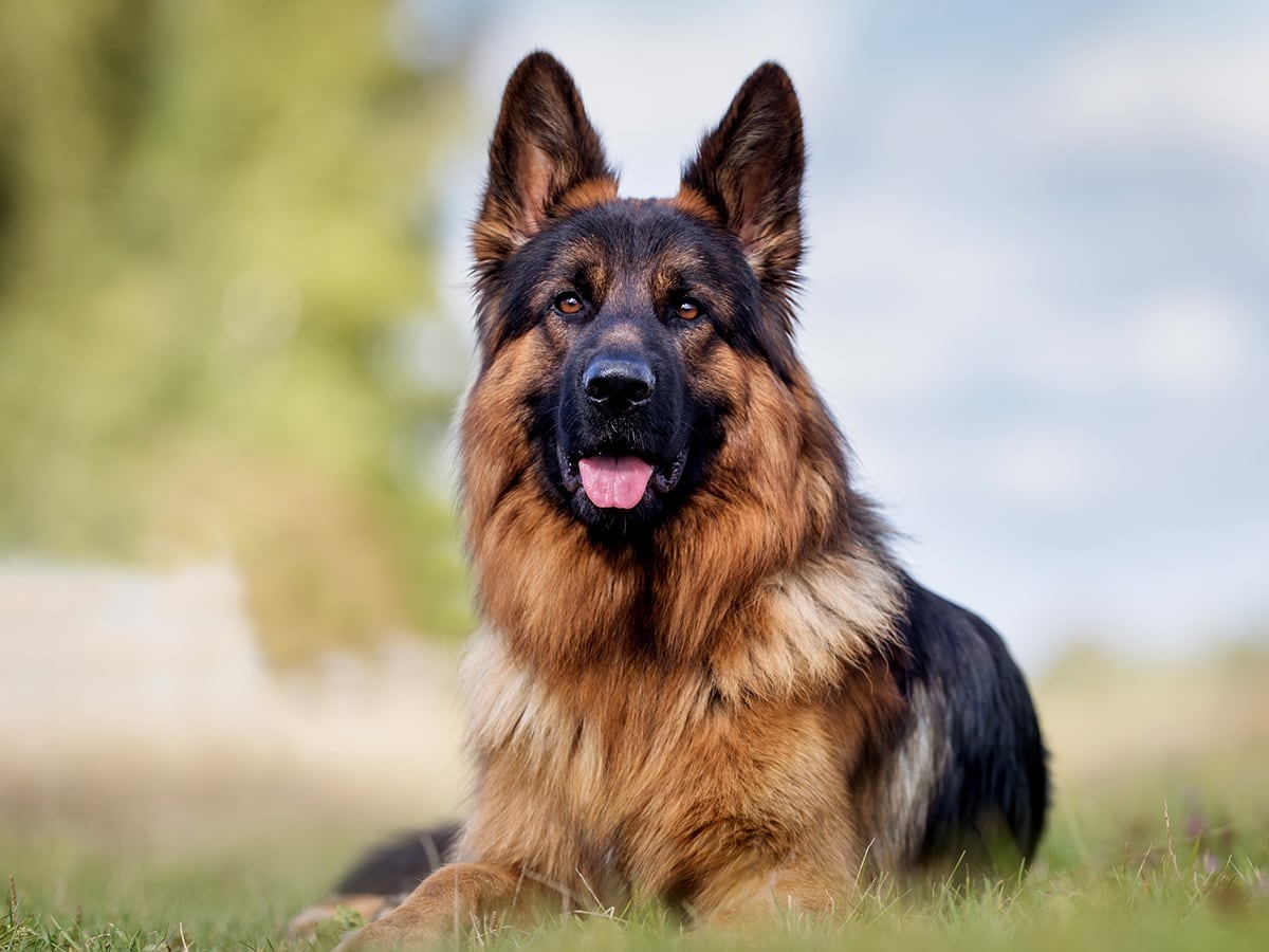 A History of Canine Companions in the White House | Spot Pet Insurance