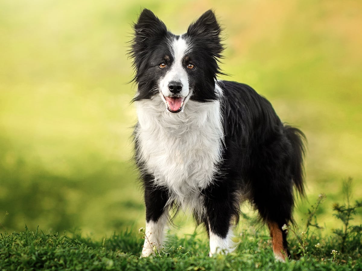 What is a Border Collie's Personality? | Spot Pet Insurance Canada