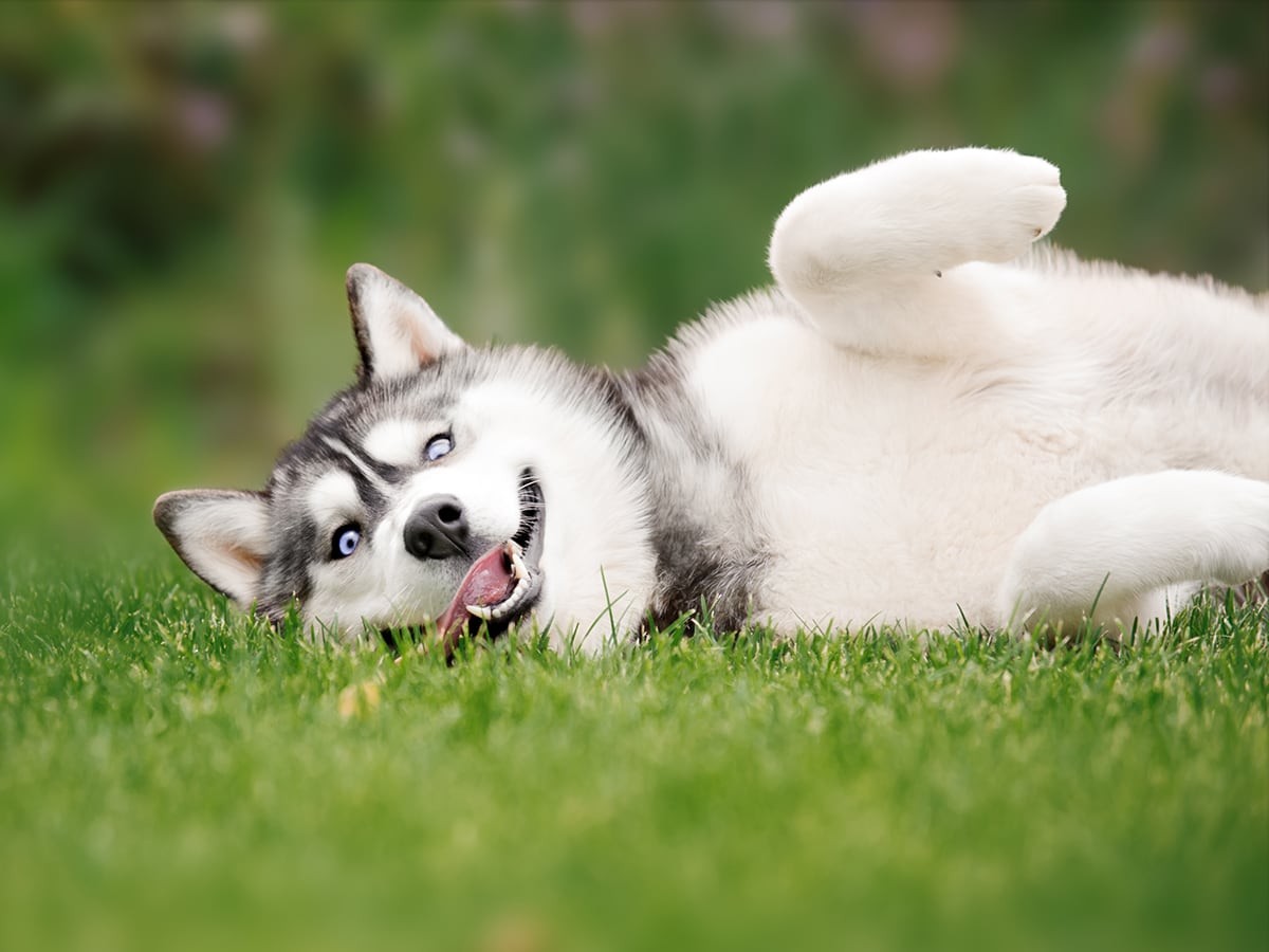 Siberian Dog Breeds | Ultimate List | Spot Pet Insurance