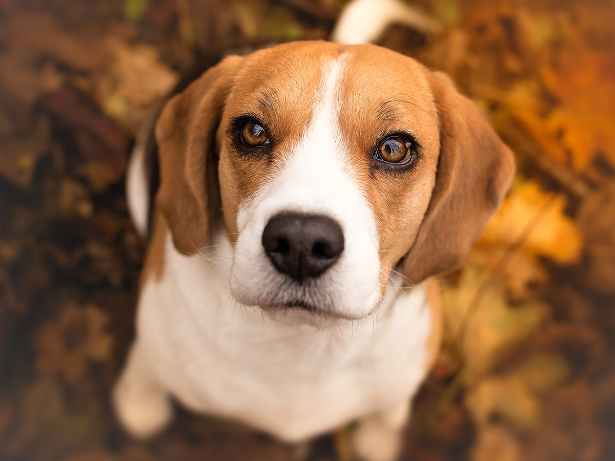 Top 10 Most Common English Dog Breeds and Their Traits | Spot Pet Insurance