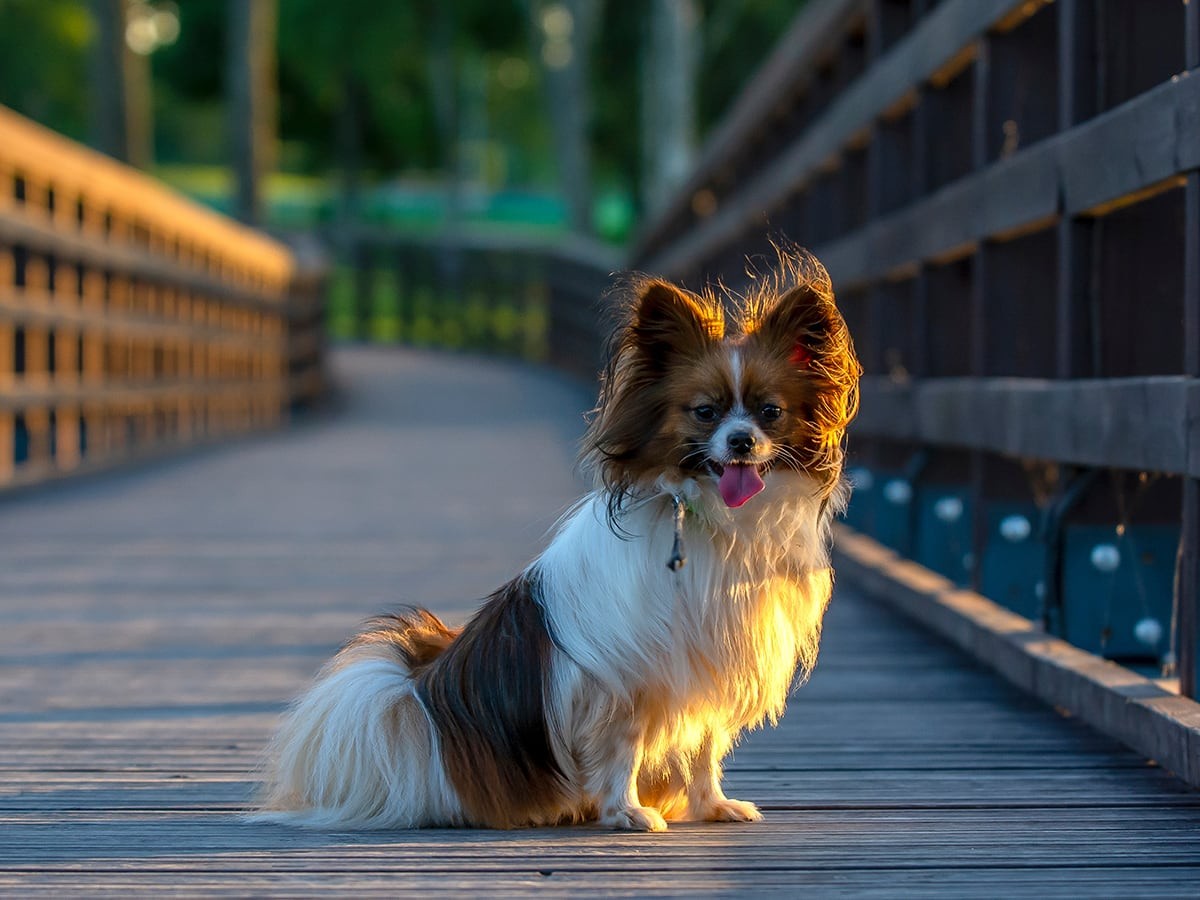 Low Maintenance Terrier 20 Best Low Maintenance Dog Breeds | Spot Pet