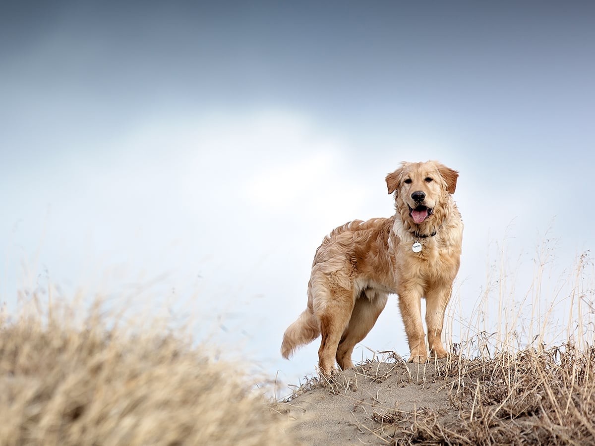 How to Prepare for a Hurricane with Your Pet | Spot Pet Insurance