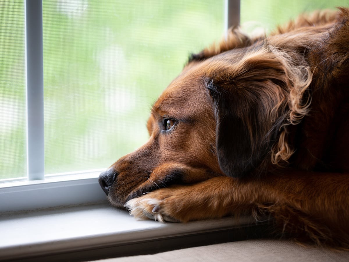 Can Dogs Get Depressed? Top Tips from Experts | Spot Pet Insurance