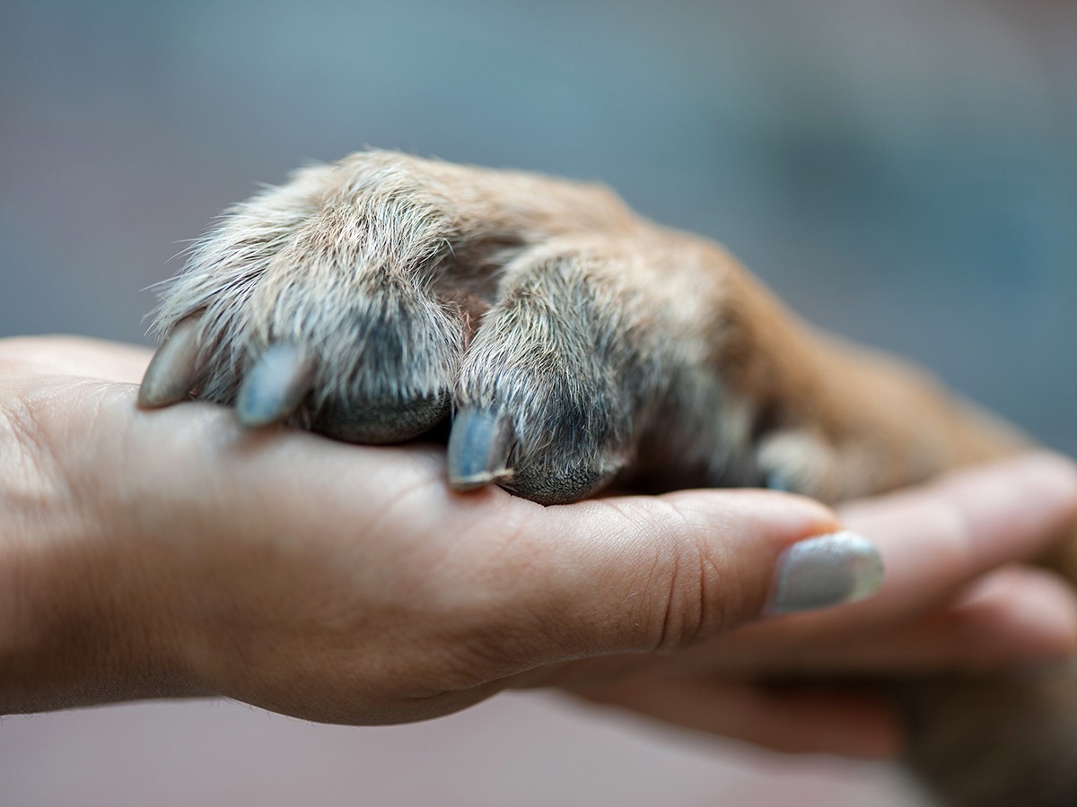 Palliative Care For Pets: Importance & Benefits | Spot Pet Insurance