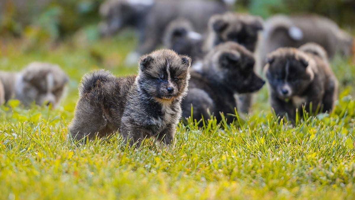 Does Pet Insurance Covers Spaying & Neutering? | Spot®