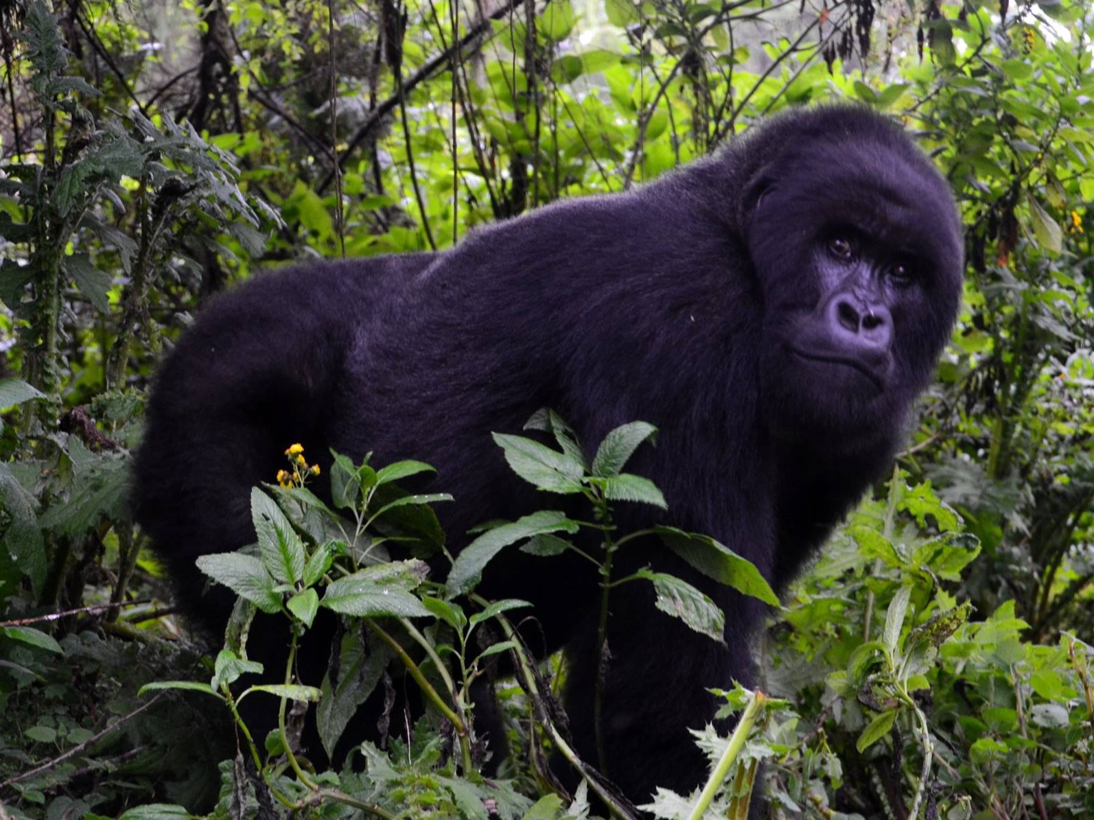 Wildlife Holidays in Rwanda | Much Better Adventures