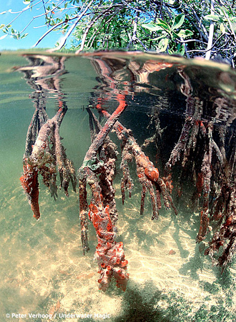 Boka Sami, Snake Bay and Kaap Mal Meeuw | Curaçao, O refúgio caribenho ...