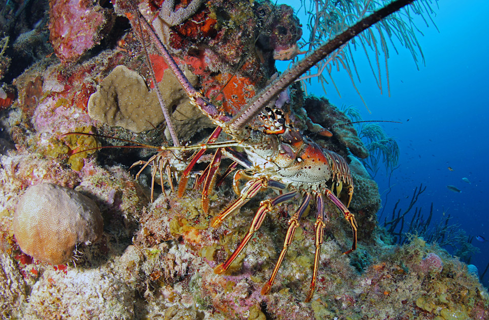 Kathy's Paradise & Smokey | Curacao, das karibische ziel