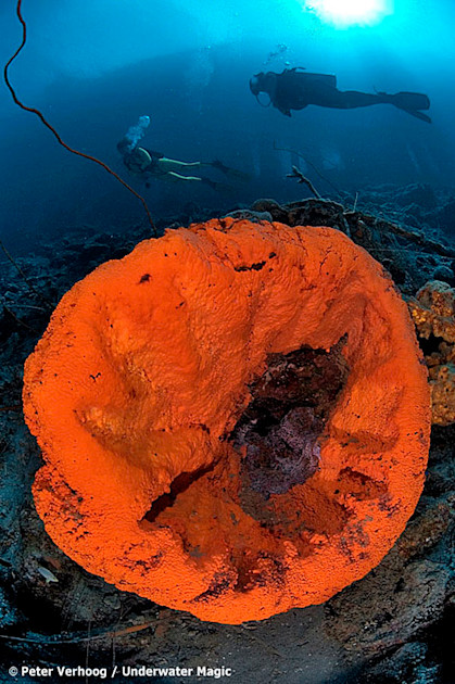 Sponge Forest, Playa Hulu, Rediho & Black Coral Garden | Curacao, de ...
