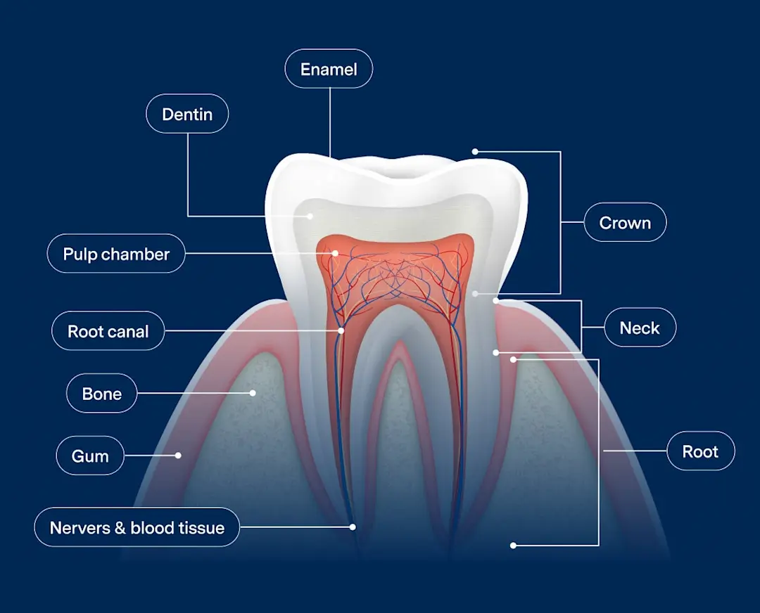 Apicoectomy: root canal surgery explained | Aspen Dental