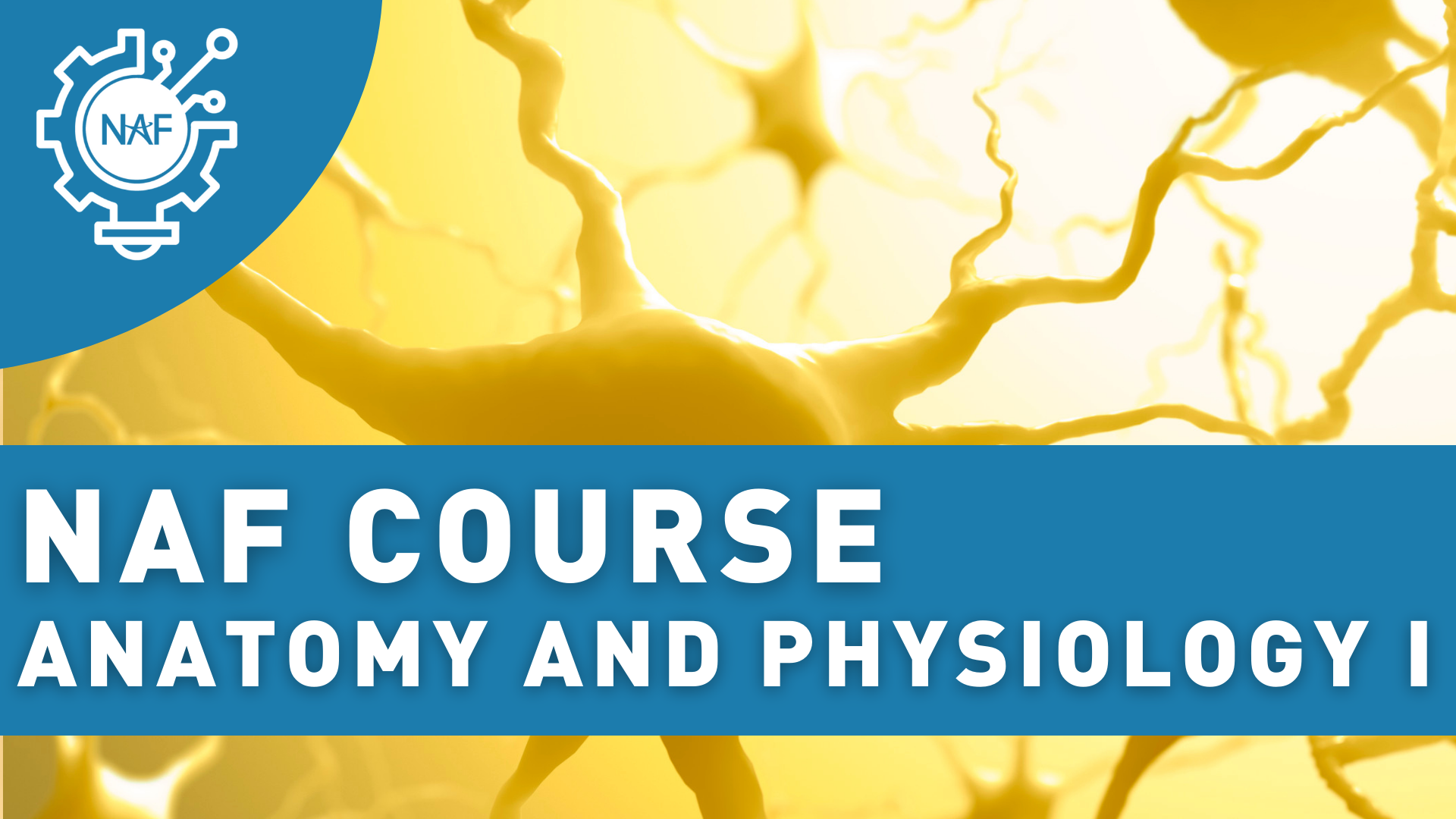 Foundations of Anatomy & Physiology I