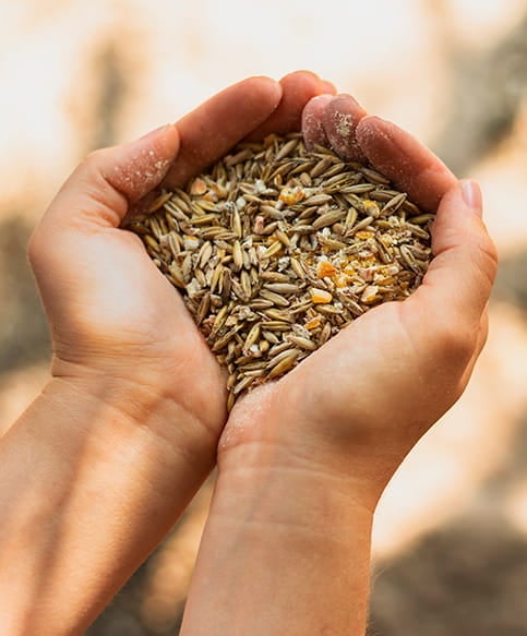 Integralna testenina Barilla | Barilla