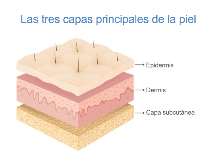 Capas De La Epidermis