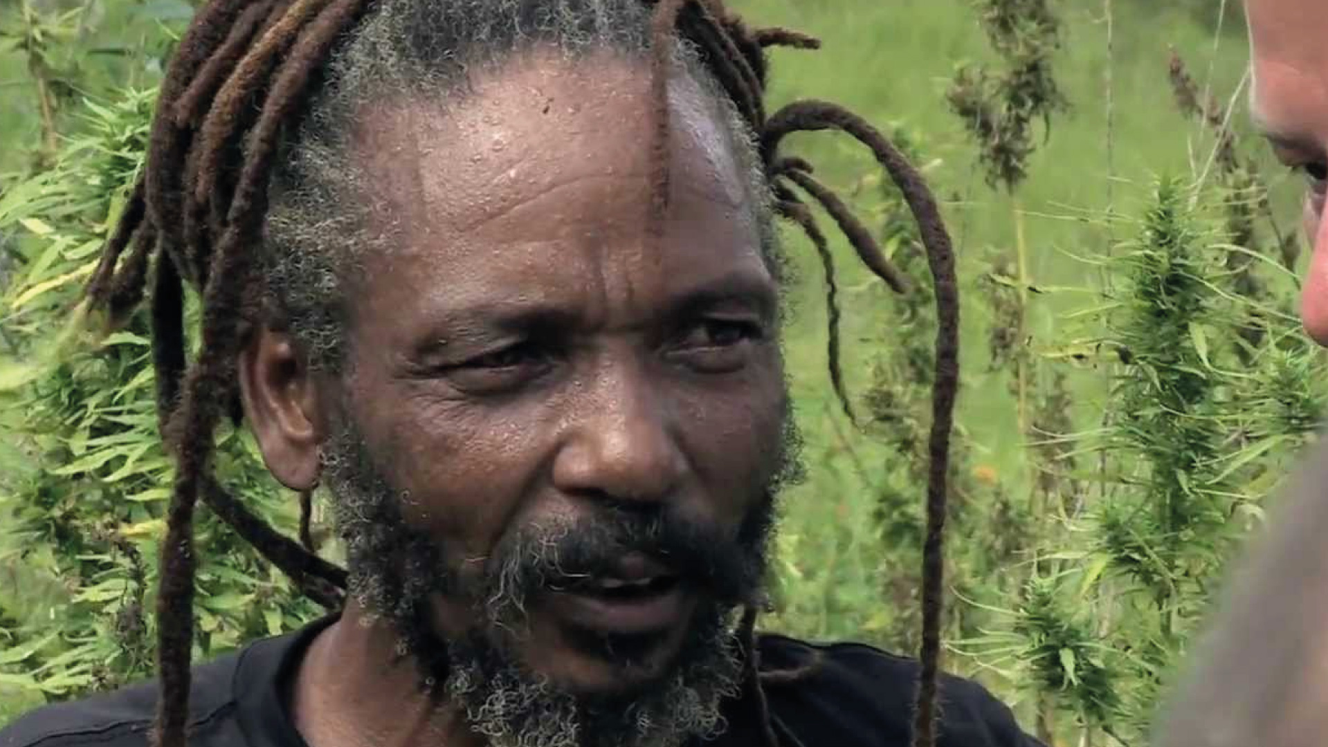 STRAIN HUNTERS : Jamaica Expedition