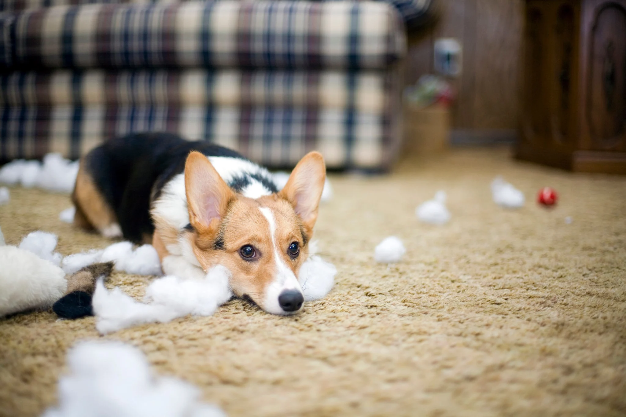 Cleaning Up Smelly and Dirty Pet Messes | Clorox™