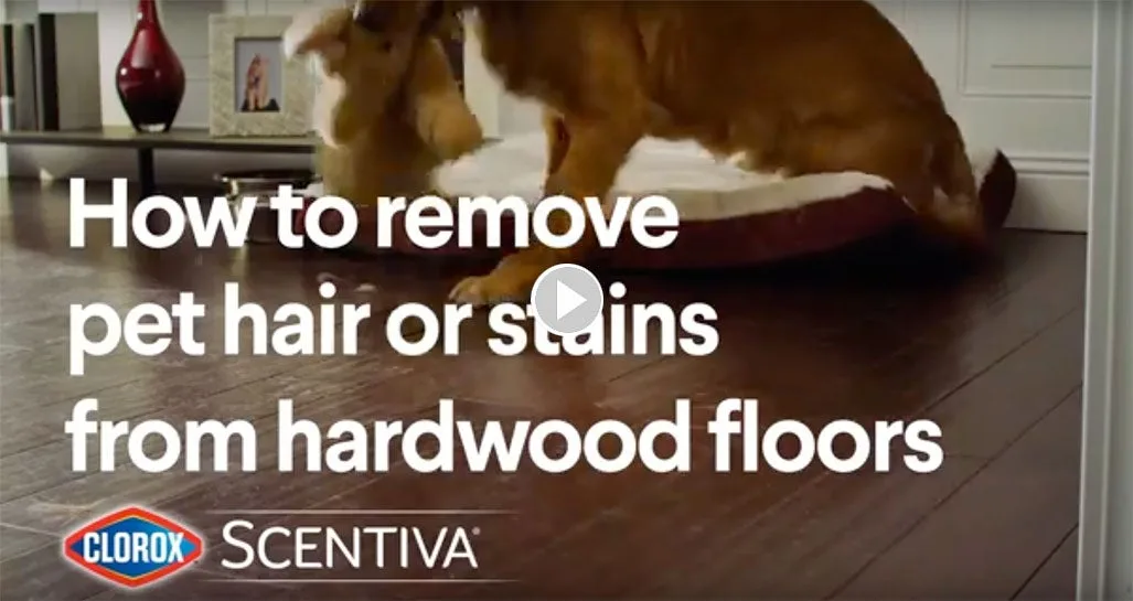 How to Remove Urine Stains and Pet Hair from Floors | Clorox™
