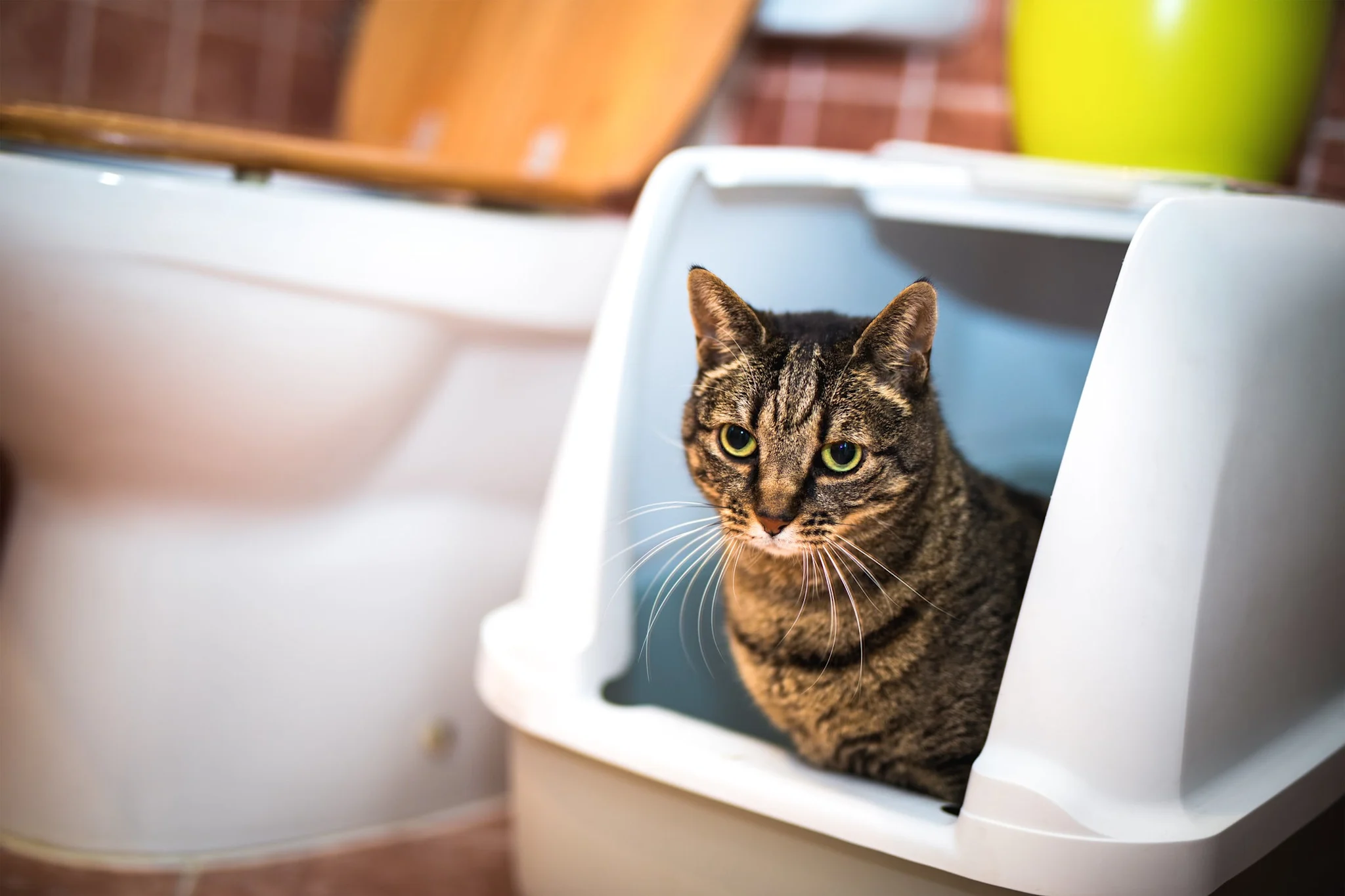 How to Clean a Litter Box With or Without Bleach | Clorox™