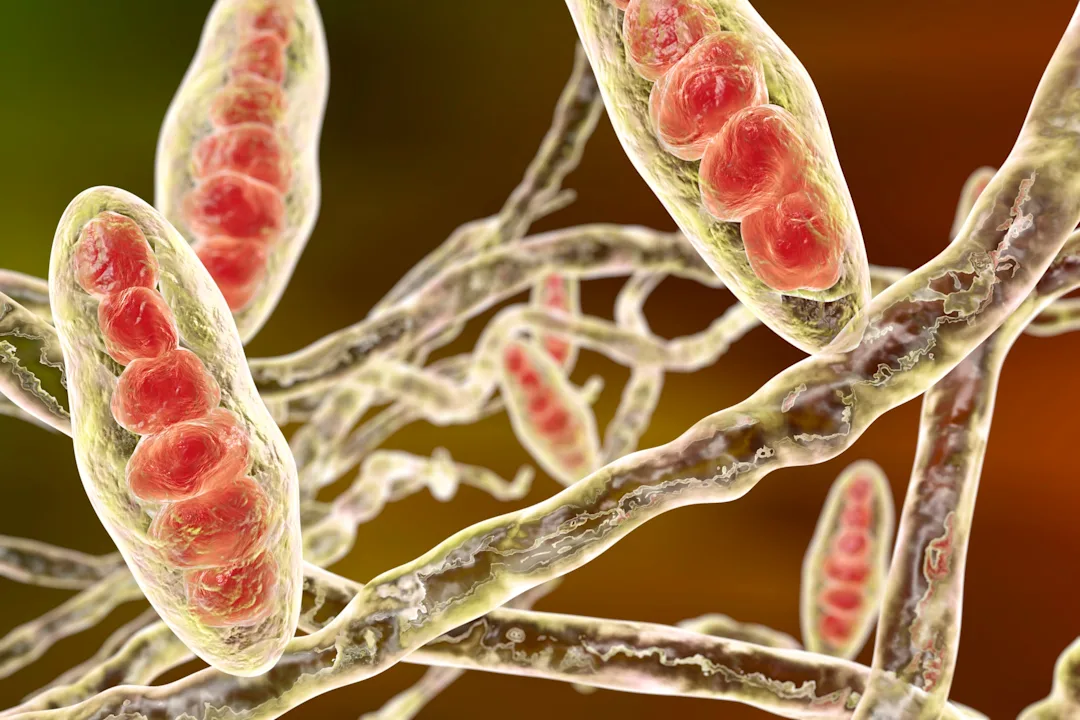 Protecting Your Health by Killing Germs, Bacteria, and Viruses | Clorox™