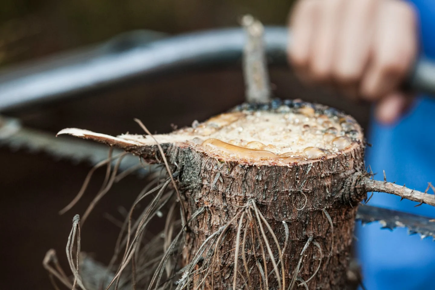 How to Keep a Christmas Tree Alive Longer | Clorox™