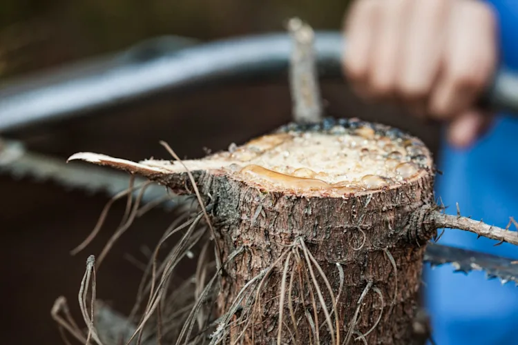 How to Keep a Christmas Tree Alive Longer | Clorox™