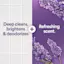 Clorox™ Scentiva™ Scented Bleach - Concentrate | Lavender & Jasmine