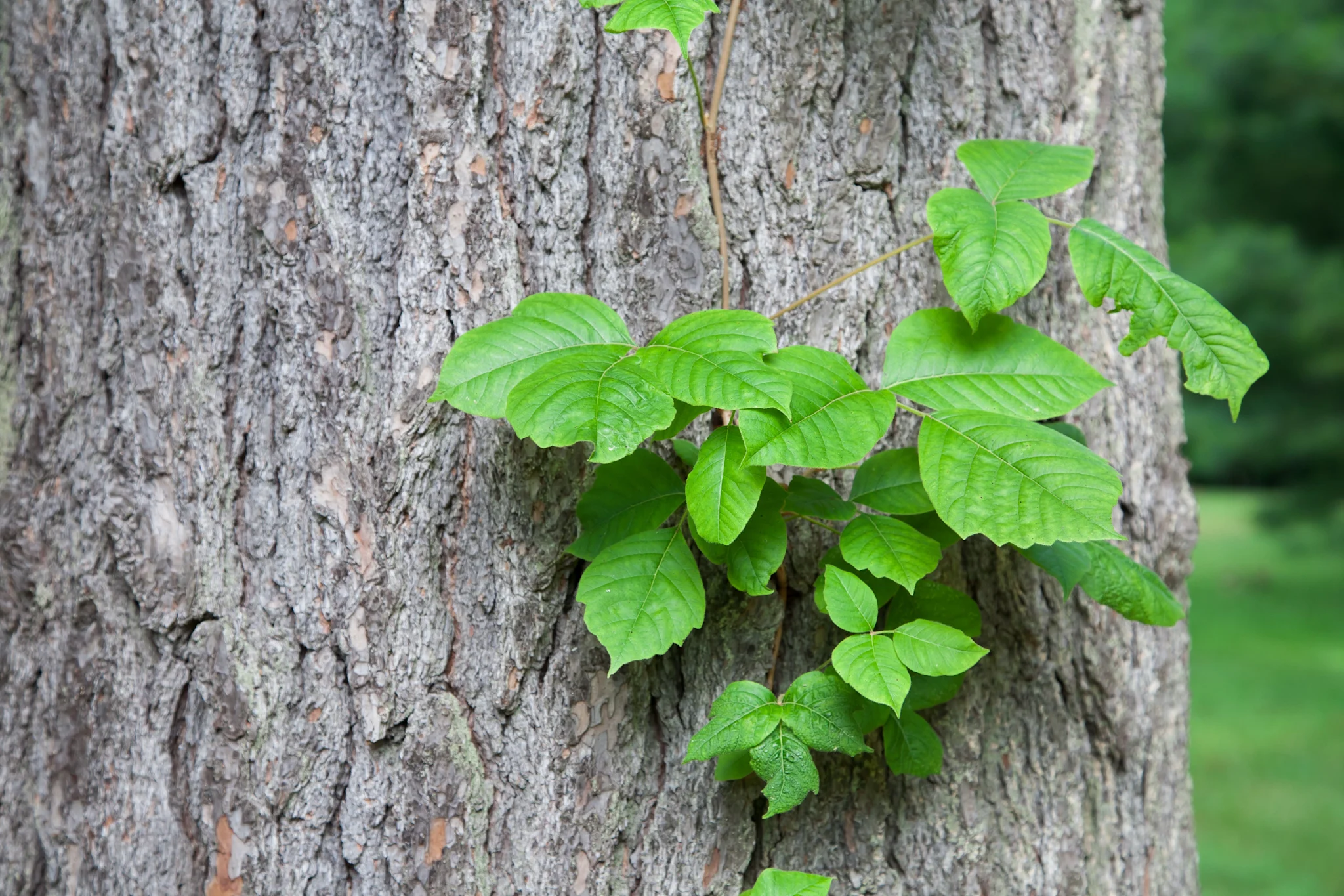 How to Clean Poison Ivy Off Surfaces | Clorox™