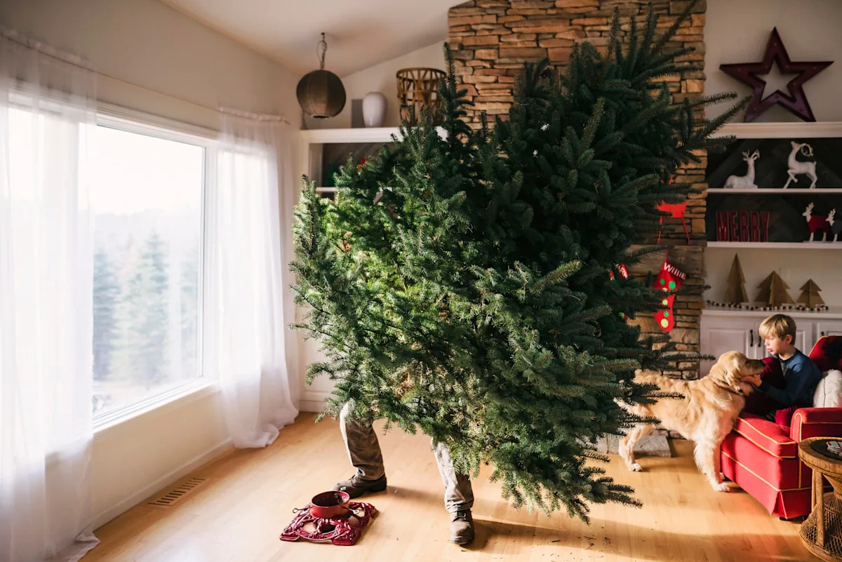 How to Keep a Christmas Tree Alive Longer | Clorox™