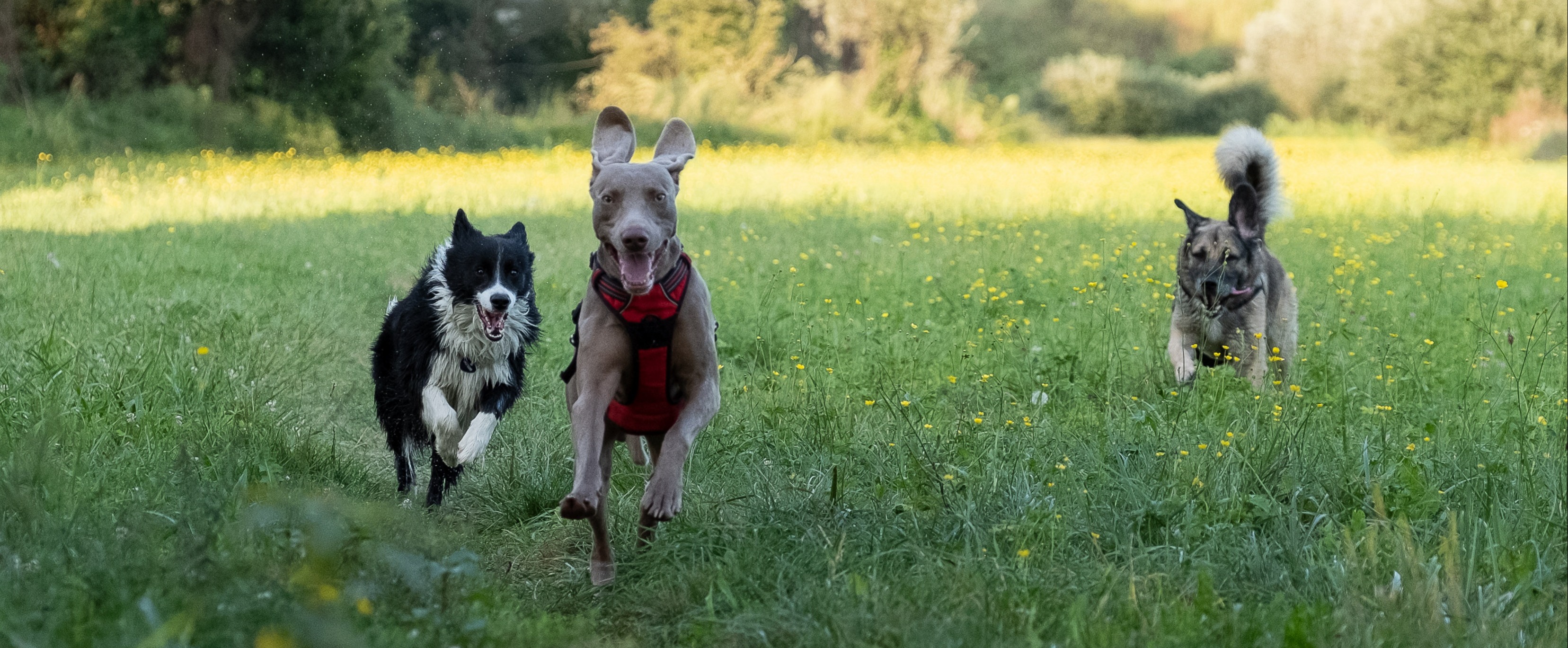 Do Dogs Need Off Lead Exercise