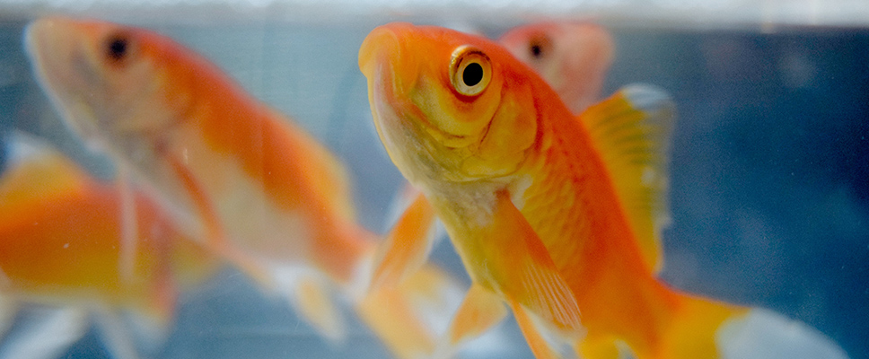 First Pet Fish Guide | PETstock Blog | Petstock