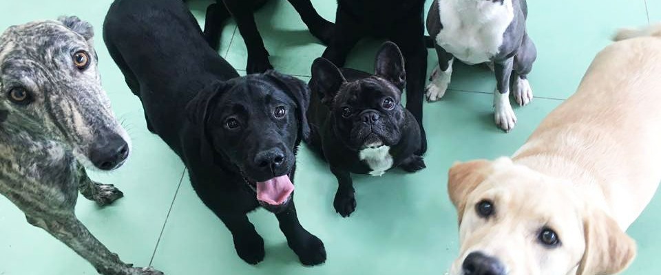 How Do I Start A Doggy Daycare