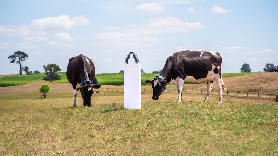 Halter: Bringing humans and cows closer through technology | MOTAT ...