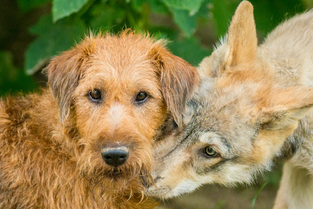 “Gambling” wolves take more risks than dogs