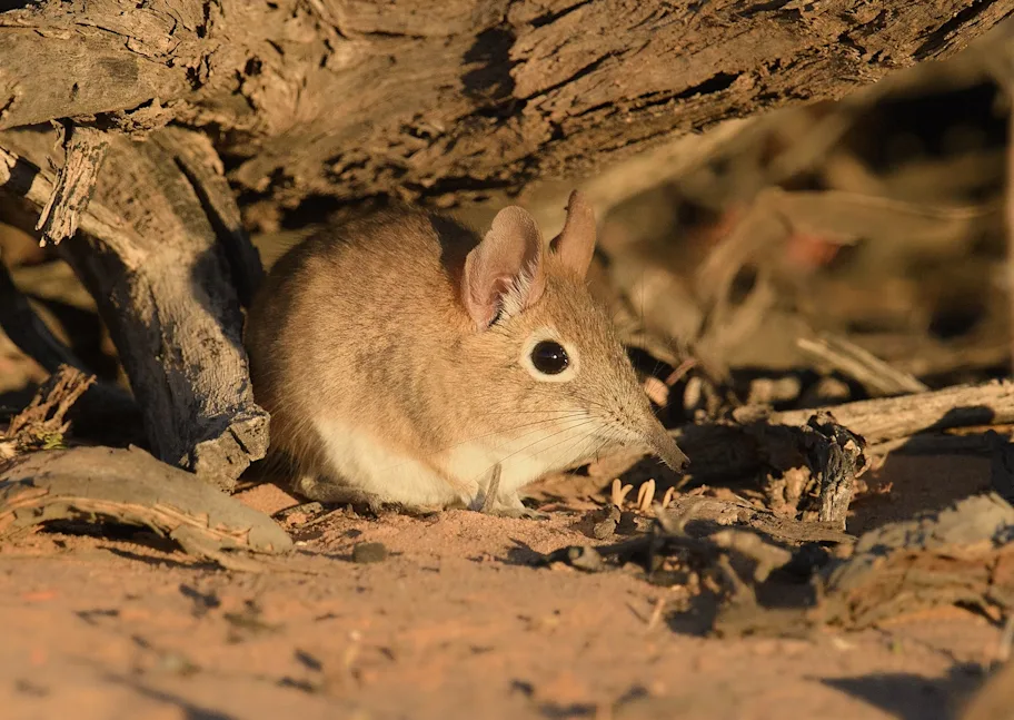 96% accurate footprint tracker for tiny mammals could help reveal ...