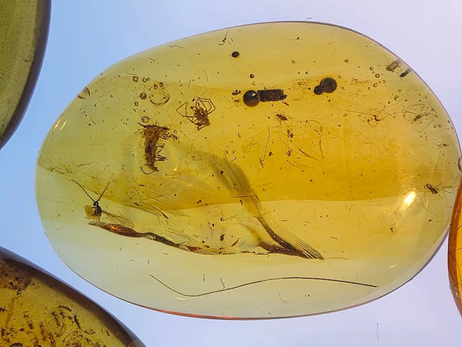Fossil amber reveals the secret lives of Cretaceous ants