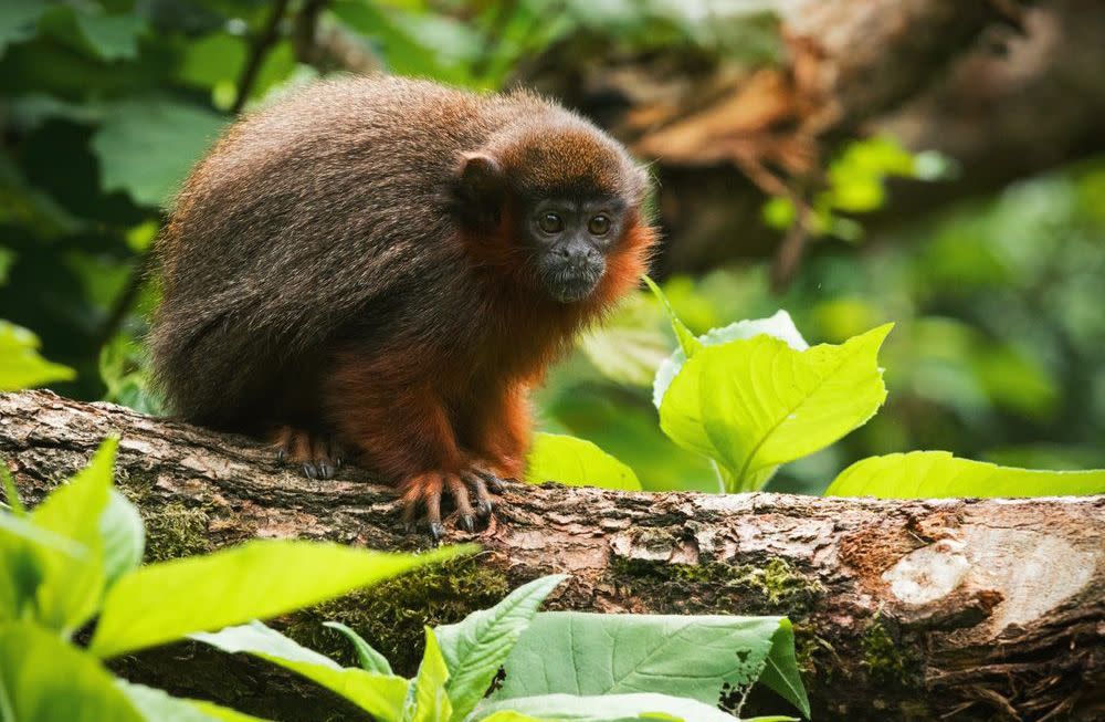 Scientists pinpoint jealousy in the monogamous brain