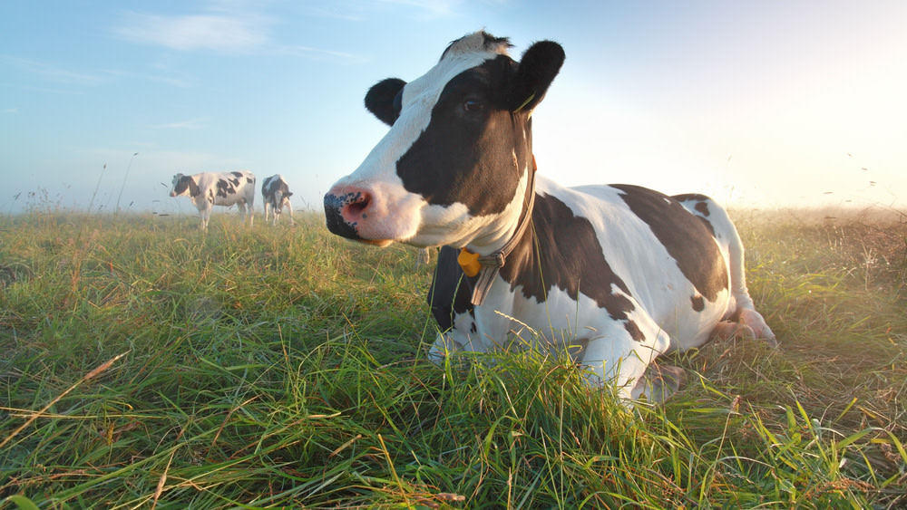 Farmers will benefit from a new method of monitoring pasture nutrients